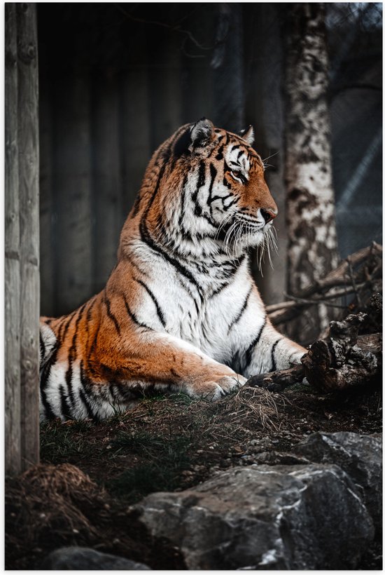WallClassics - Poster (Mat) - Tijger zittend op de Grond in Bos - 80x120 cm Foto op... | bol