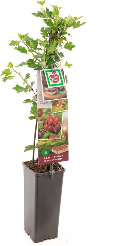 Ribes uva-crispa HinnonmÃ¤ki RÃ¶d - rode kruisbes -bessenstruik ...