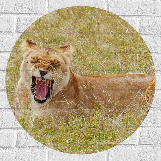 WallClassics - Muursticker Cirkel - Brullende Leeuw in het Gras - 60x60 cm Foto op... | bol