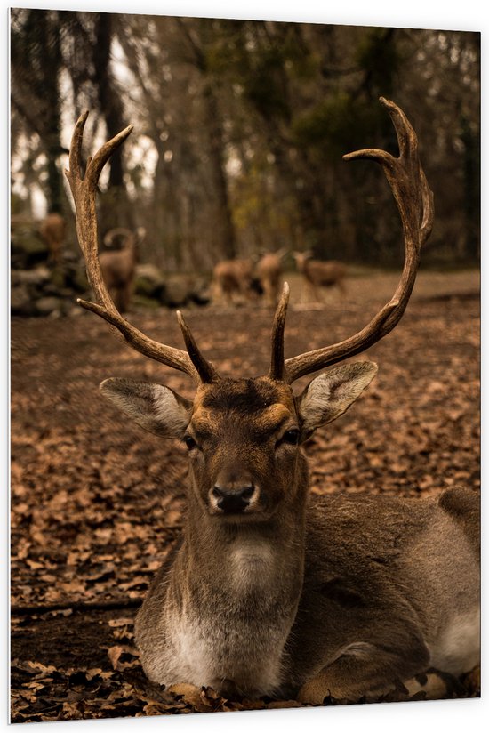 WallClassics - PVC Schuimplaat - Bruin Edelhert Zittend in het Bos ...