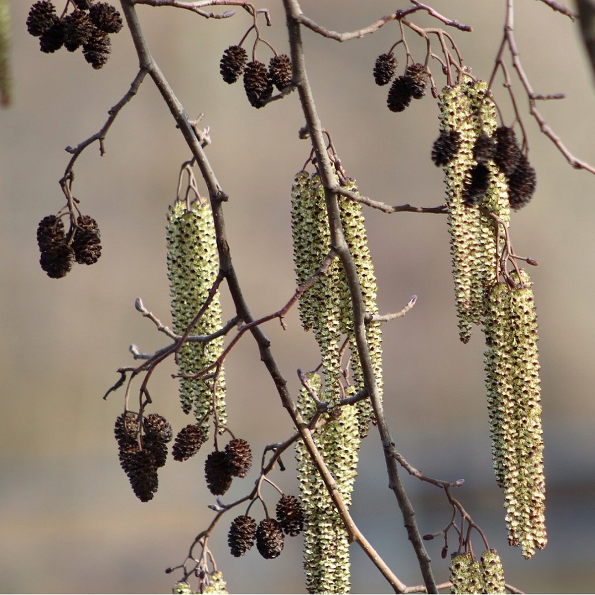 Zwarte Els - Alnus glutinosa - Blote Wortel +/- 250 cm H - Bos je ook ...