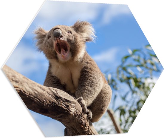 PVC Schuimplaat Hexagon - Gapende Koala op een Tak - 70x60.9 cm Foto op ...
