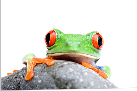 PVC Schuimplaat- Exotische Kikker op een Steen - 90x60 cm Foto op PVC ...