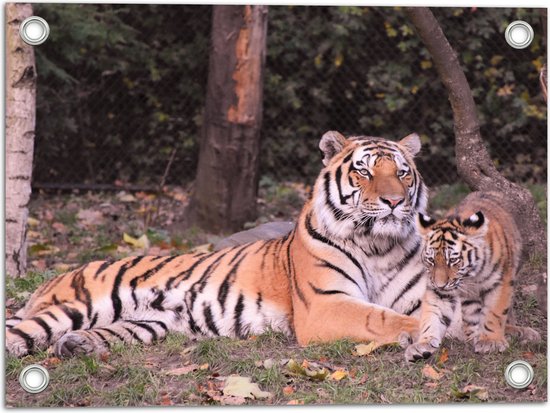 Tuinposter – Tijger met Welpje in het Gras voor BomenTijger met Welpje in het Gras... | bol.com
