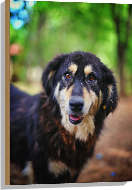 Hout - Meerkleurige Aankijkende Hond met Rode Ogen in Bos - 50x75 cm ...