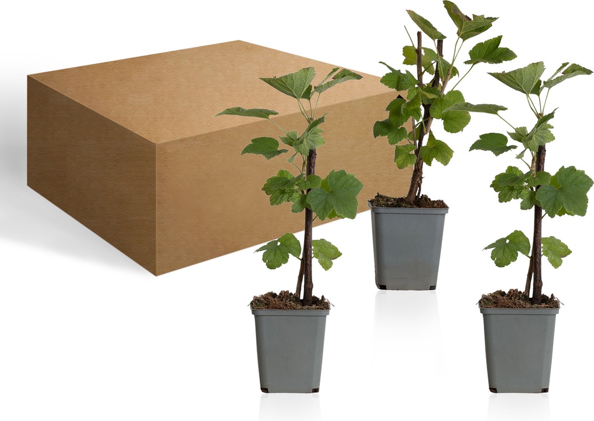 WL Plants - Set van 3 - Ribes Rubrum 'Jonkheer van Tets' - Rode Bessen ...