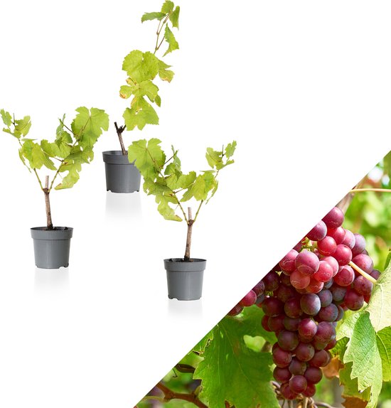 WL Plants - Set van 3 - Vitis Vinifera 'Pinot' - Druivenplant - Rode ...