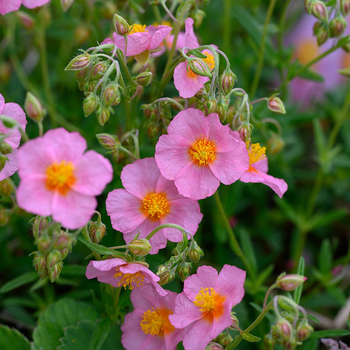 Zonneroosje (Helianthemum) 'Lawrenson's Pink' | 1 stuk | Rotsplant ...