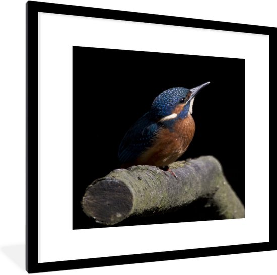 Fotolijst incl. Poster - IJsvogel - Veren - Vogel - 40x40 cm ... Fotolijst incl. Poster - IJsvogel - Veren - Vogel - 40x40 cm ...