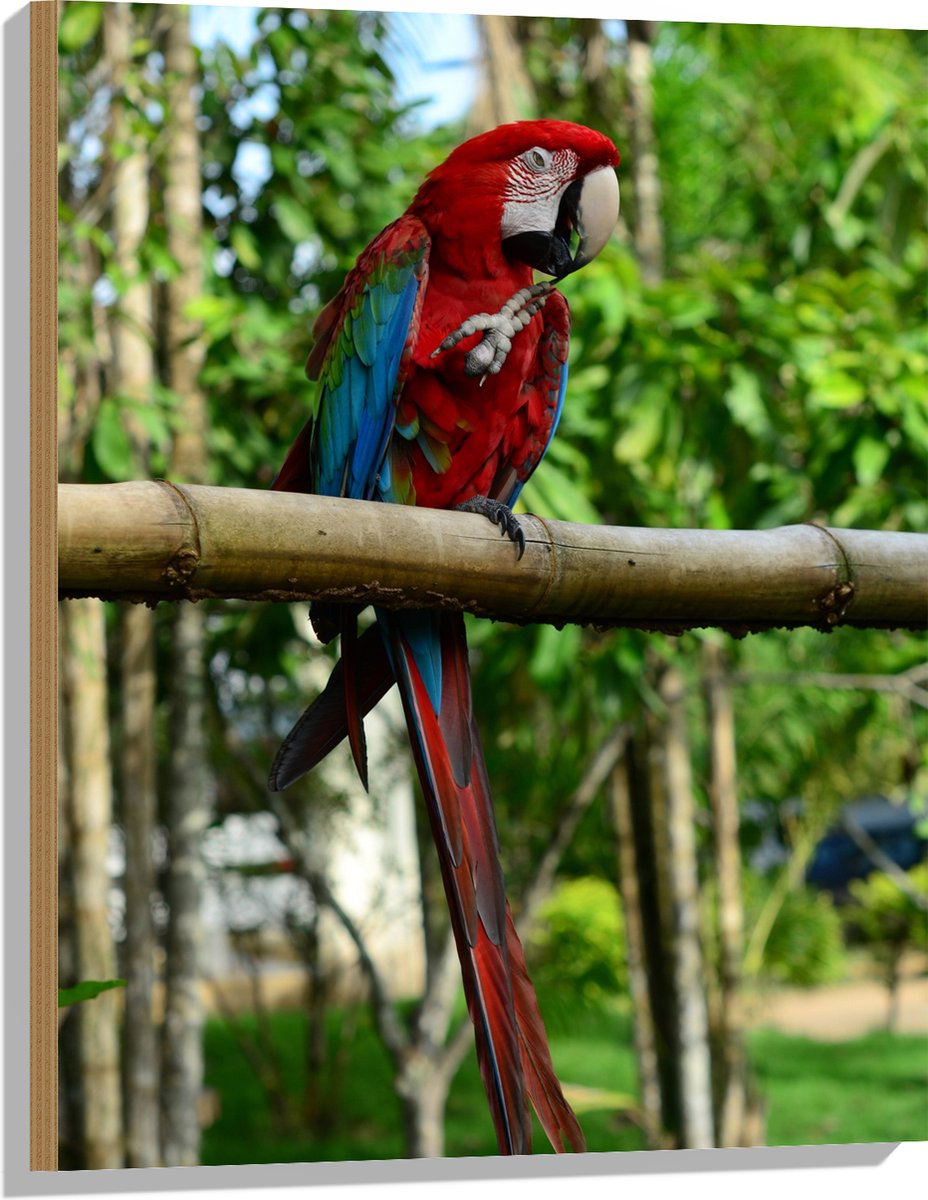 WallClassics - Hout - Rode Ara Papegaai op een Tak - 60x80 cm - 9 mm ...