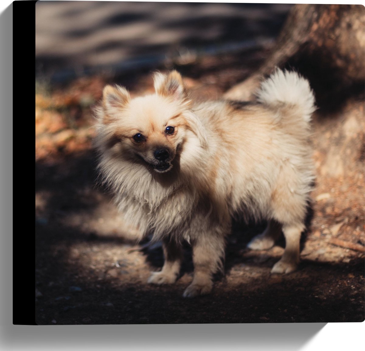 WallClassics - Canvas - Klein Hondje in het Bos - Dwergkeeshond - 30x30 ...