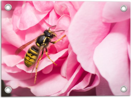 WallClassics - Tuinposter – Grote Roze Bloem met Wesp - 40x30 cm Foto ...