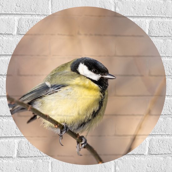 Muursticker Cirkel - Dik Koolmeesje op Dunne Tak - 60x60 cm Foto op ...