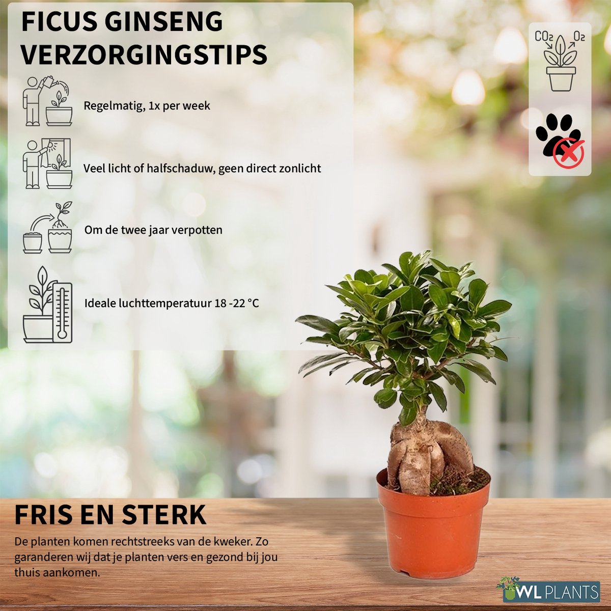 WL Plants - Ficus Ginseng - Bonsai - Kamerplanten - Bonsai Boompje - ± ...