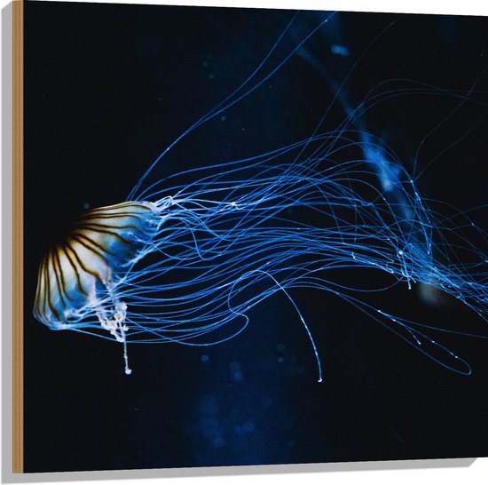 Hout - Lichtgevende Blauwe Kwal in de Zee - 80x80 cm - 9 mm dik - Foto ...