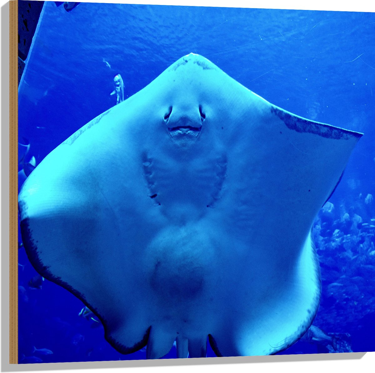 WallClassics - Hout - Voorkant van een Pijlstaartrog - 80x80 cm - 9 mm ...