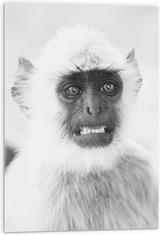 Acrylglas - Twijfelende Witte Aap (Zwart- wit) - 50x75 cm Foto op ...