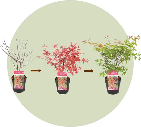 Plant in a Box - Acer palmatum ´Beni Maiko´ - Set van 2 - Japanse ...