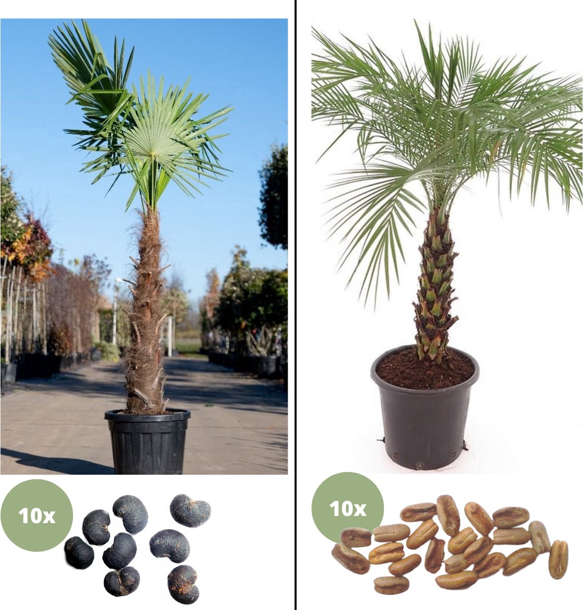 Palmboom zaden kit - Trachycarpus fortunei - Chinese Waaierpalm ...