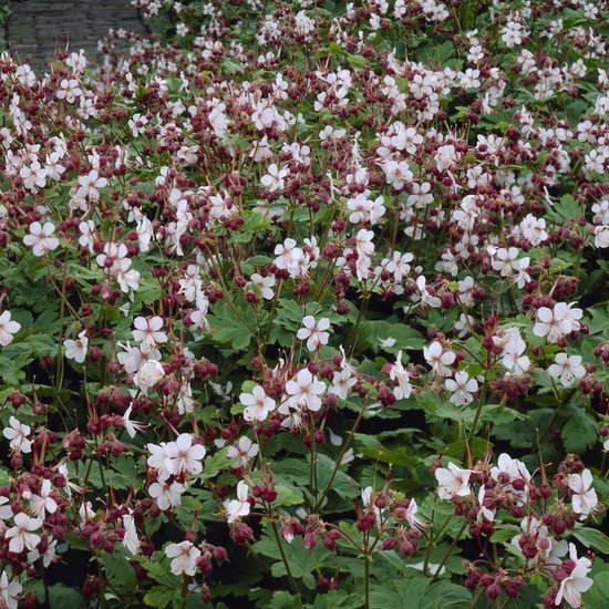 12 X Ooievaarsbek Wit Roze Bodembedekker Winterhard Geranium 12 X Ooievaarsbek Wit Roze Bodembedekker Winterhard Geranium