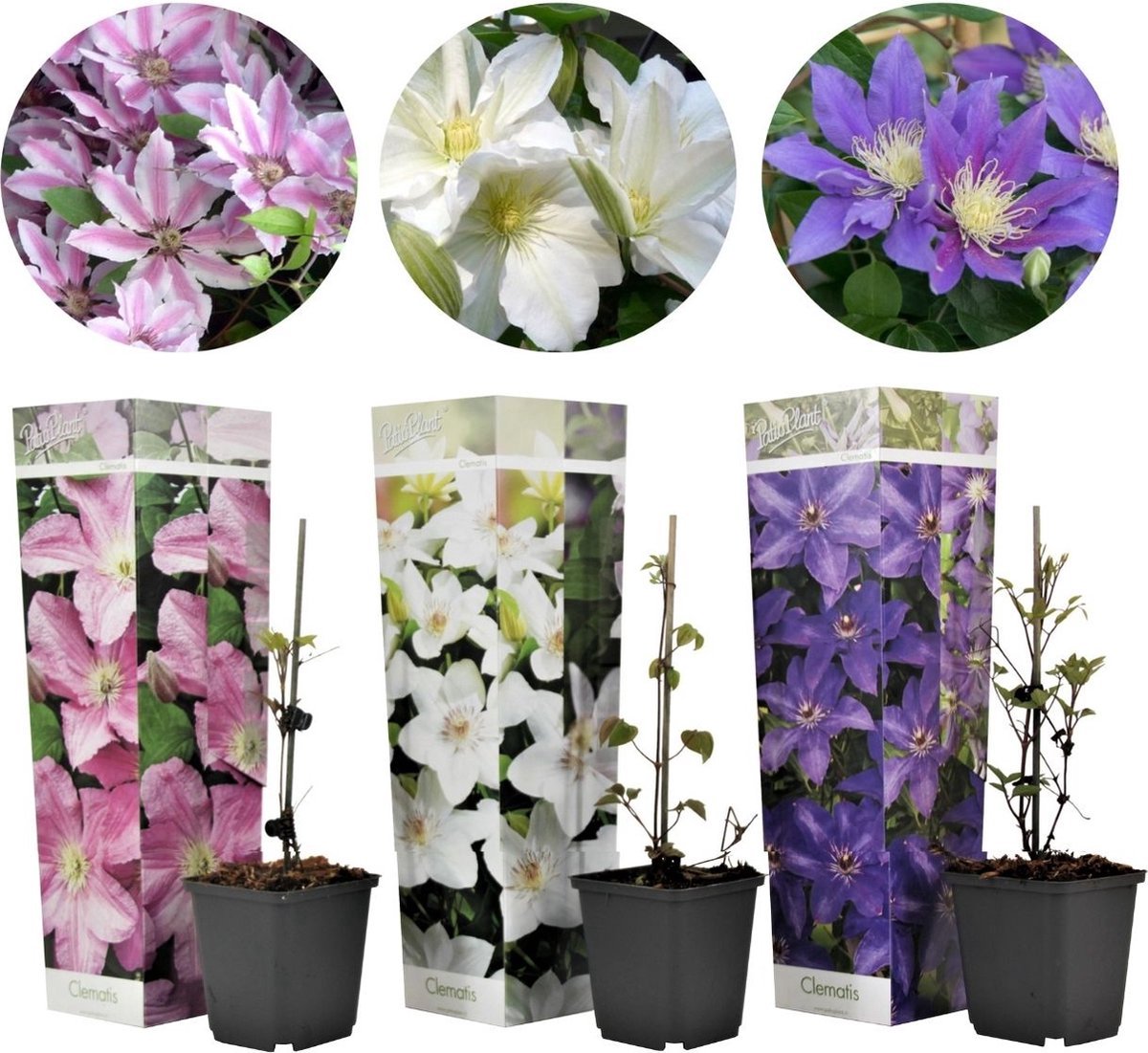 Garden Select - Clematis Rood - klimplanten - 3 Planten - Pot ⌀9cm ...