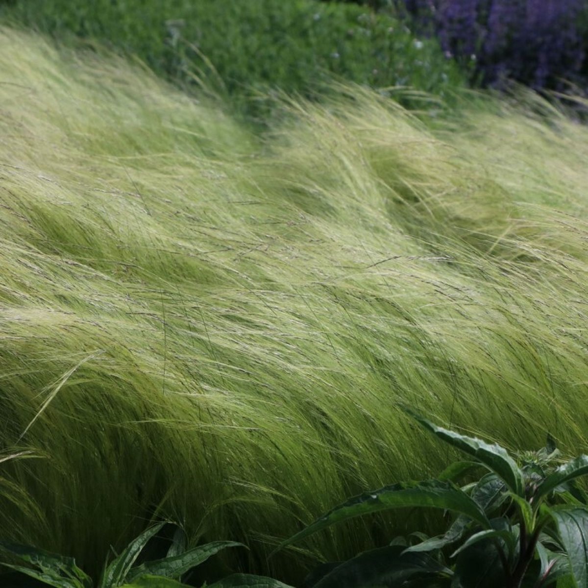 25 x Vedergras Ponytails Groen|Geel - Winterhard Siergras - Stipa ...