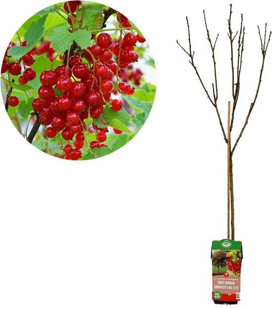 Ribes rubrum 'Jonkheer van Tets' aalbes op stam - 100cm - 3 liter pot | bol