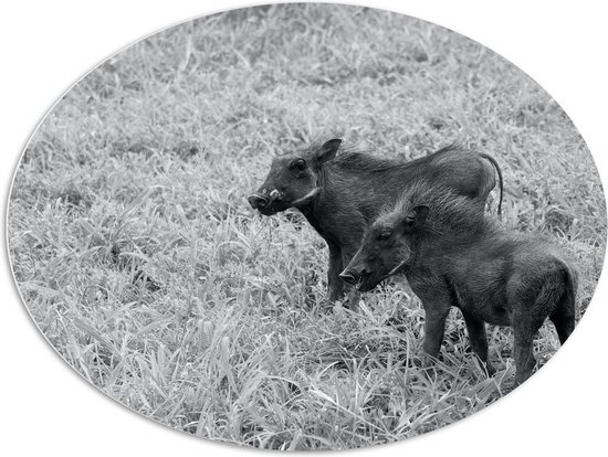 PVC Schuimplaat Ovaal - Duo Zwijntjes in Graslandschap (Zwart- wit) - 108x81 cm Foto... | bol