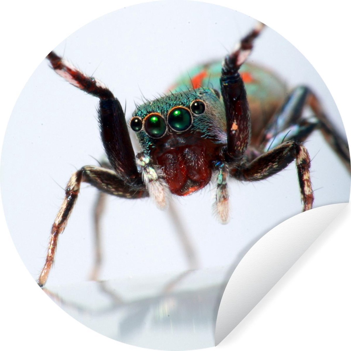 Behangcirkel - Close-up pauwspin op witte achtergrond - ⌀ 120 cm ...