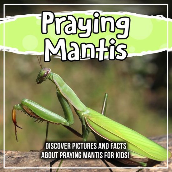 Praying Mantis: Discover Pictures and Facts About Praying Mantis For ...