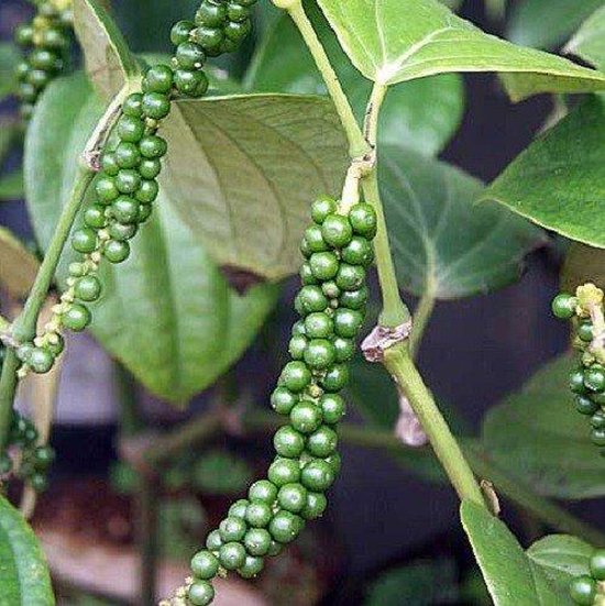 Witte Peper Poeder kiemarm - 100 gram - Holyflavours | bol