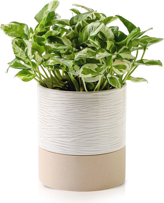 Pot de plante céramique auto-arrosant 6 pouces - Pot de fleur pour ...