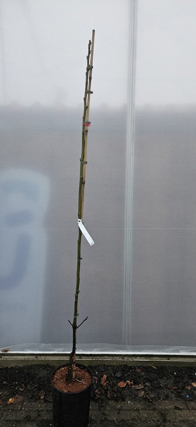 Walnoot | Juglans regia Broadview | Stamomtrek: 12-14 cm | bol