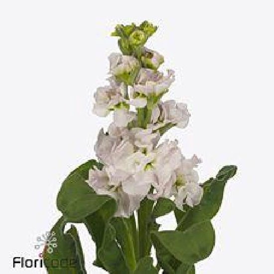 10x Matt.stox silver 60cm | bol