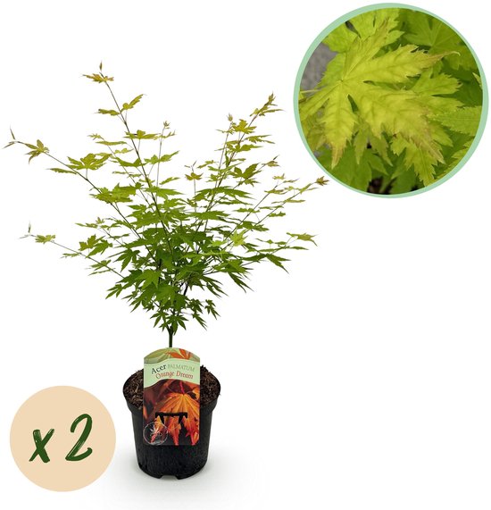 Tuinplantenshop.com | Terrasplant - Japanse Esdoorn - Acer palmatum ...