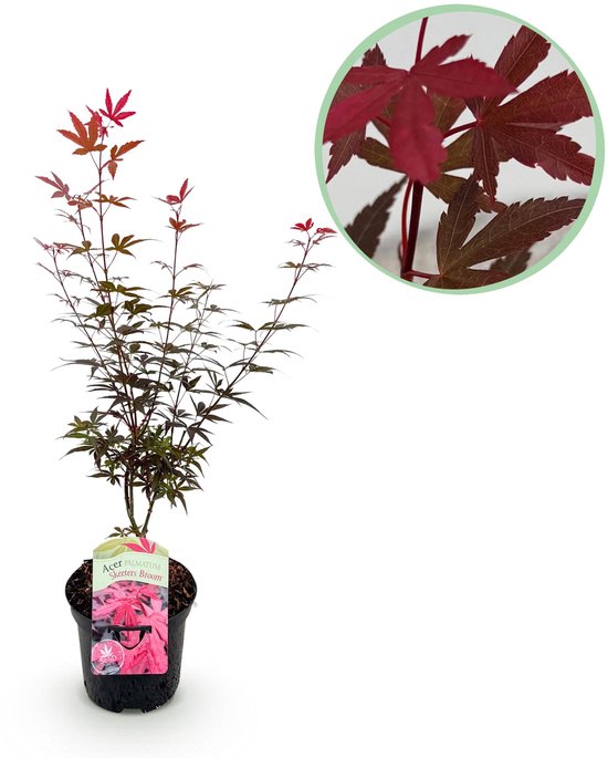 Tuinplantenshop.com | Terrasplant - Japanse Esdoorn - Acer palmatum ...
