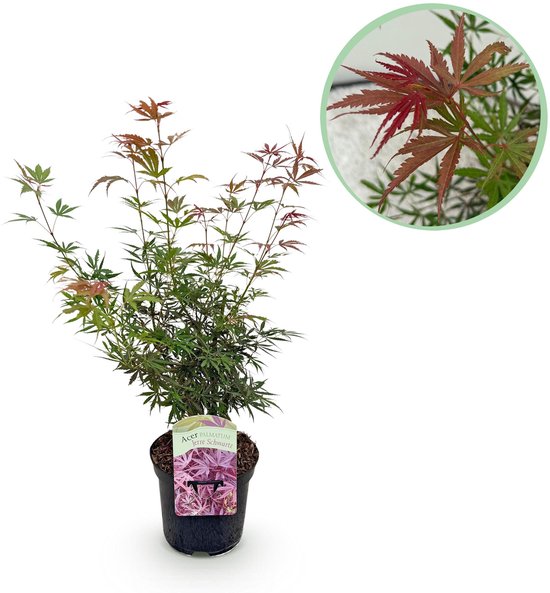 Tuinplantenshop.com | Terrasplant - Japanse Esdoorn - Acer palmatum ...