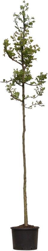 Bomenbezorgd.nl - Boom - Valse Christusdoorn - Totaalhoogte 200-300 (6-10 cm... | bol