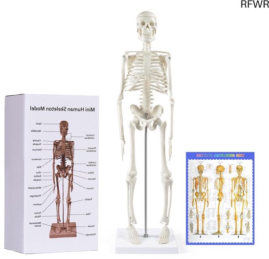RFWR® Mini Menselijk Skeletmodel - 17 inch Anatomisch Model met ...