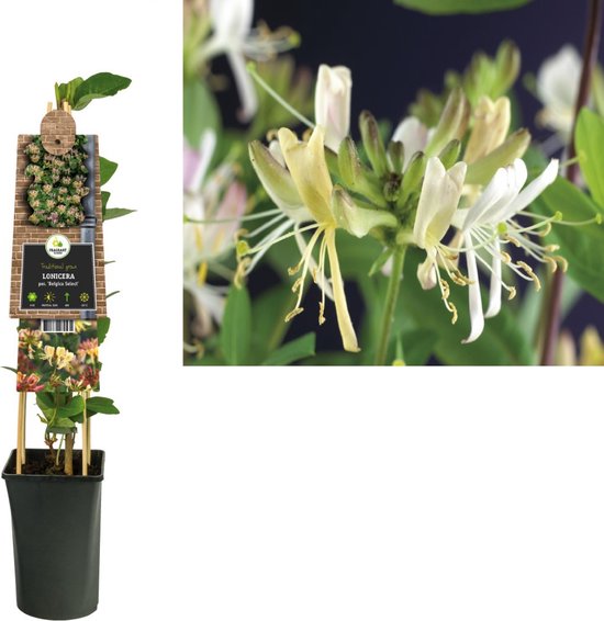 Klimplant Lonicera per. Belgica Select 75 cmVan der Starre | bol.com
