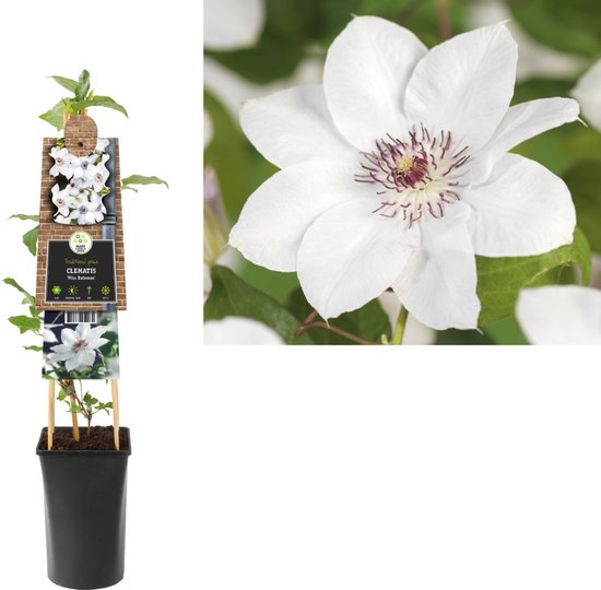Klimplant Clematis Miss Bateman 75 cmVan der Starre | bol.com