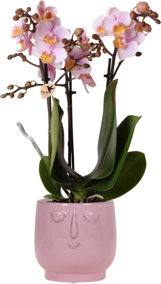 Orchidee in pot Retro | Orchidee | bol.com