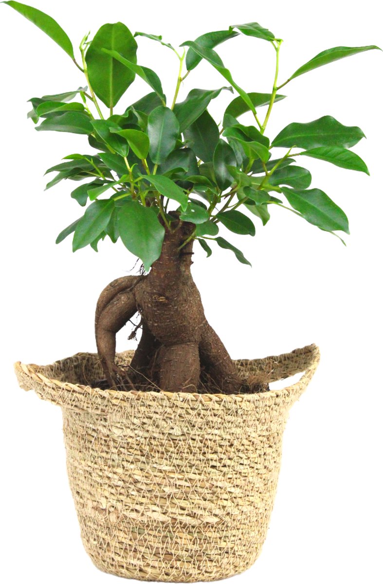 Ficus Ginseng + Rieten mand - Bonsai boompje - 30cm hoog - Ø12cm ...