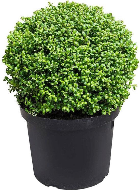 Buxus vervanger Ilex Crenata Convexa Bol XS 50 cm tuinplant | bol.com