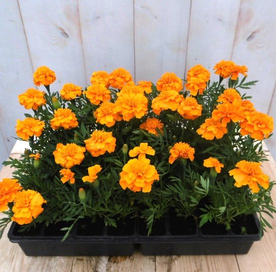 Afrikaantjes oranje - 12 plantjes - dé beste buur planten voor in je ...