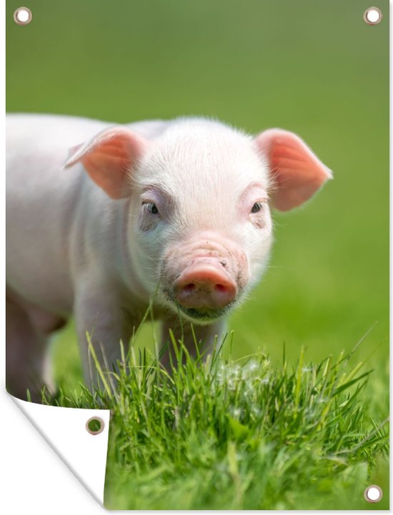 Poster de jardin Cochon - Lapin - Animaux - 90x120 cm - Décoration ...