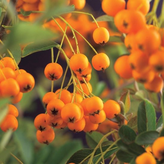 3 stuks - Van der starre - Klimplant Pyracantha Soleil d Or 75 cm | bol
