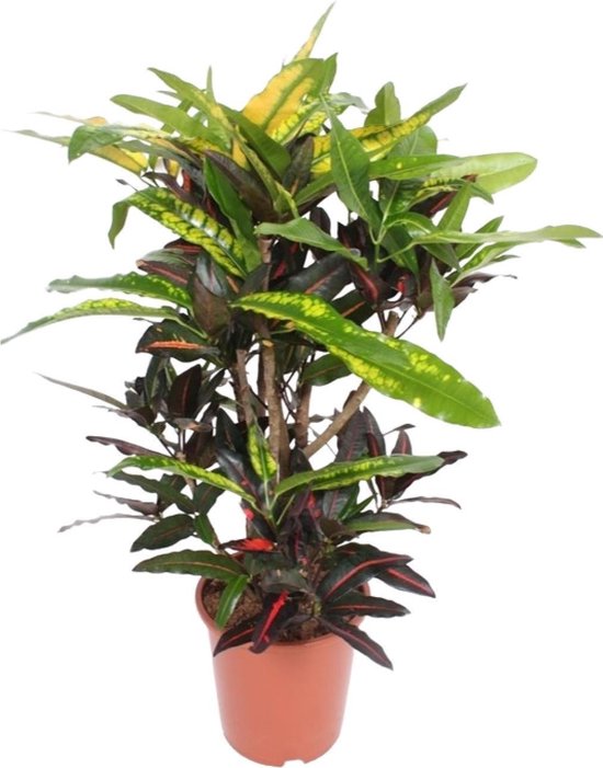 Green Harmony - Codiaeum Mango (Croton Mango) - Ø27cm - 110cm | bol