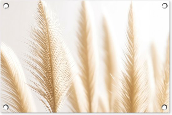 Tuinposter 60x40 cm - Tuindecoratie Pampas gras - Pluimen - Beige ...