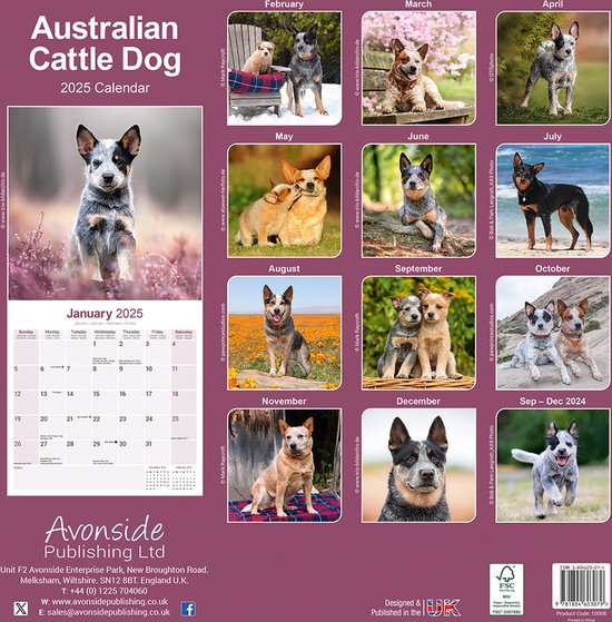Australian Cattle Dog Kalender 2025 | bol